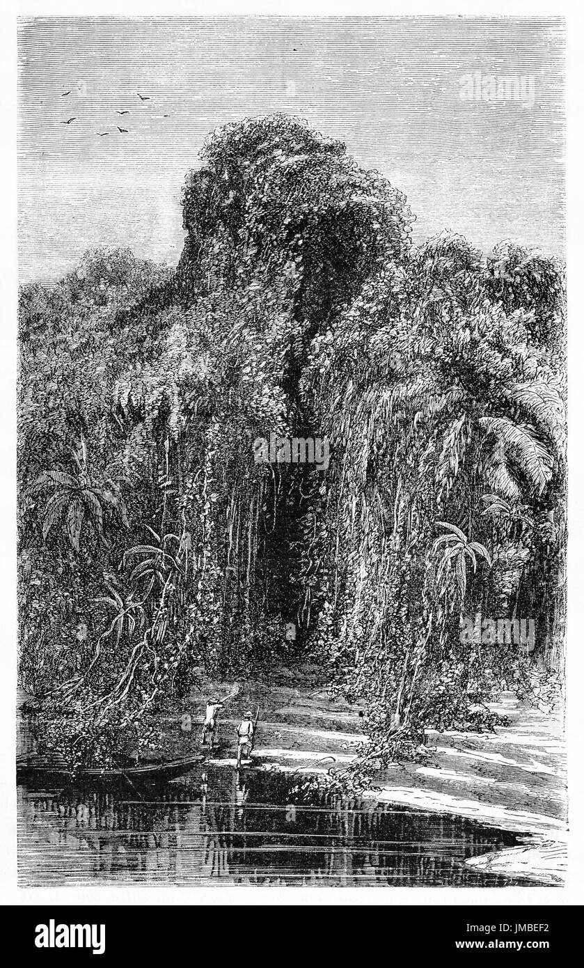 Entrance to jungle with strong barrier of tangled vegetation from river ...