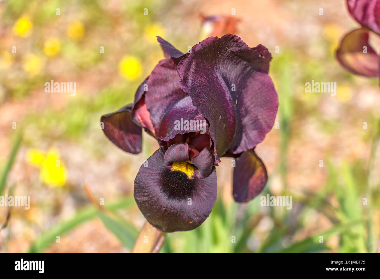 Spring flowering dark Violet Iris Stock Photo - Alamy