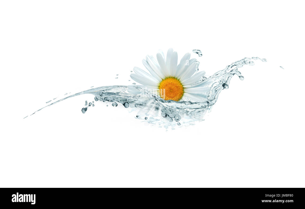 Summer concept. Beautiful daisy head in splashing water Stock Photo - Alamy
