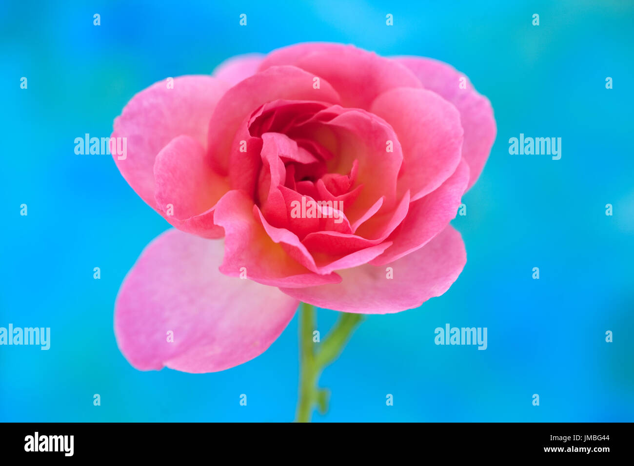 Colour photograph of a pink rose, shot in studio Stock Photo - Alamy