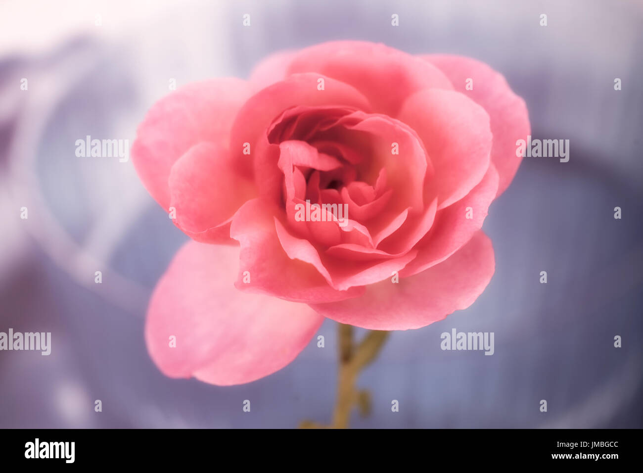 Colour photograph of a pink rose, shot in studio Stock Photo - Alamy
