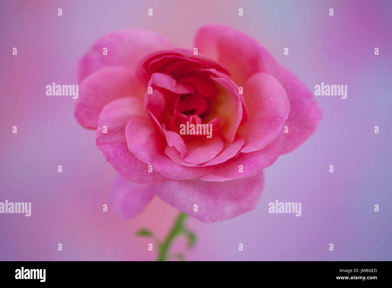 Colour photograph of a pink rose, shot in studio Stock Photo - Alamy