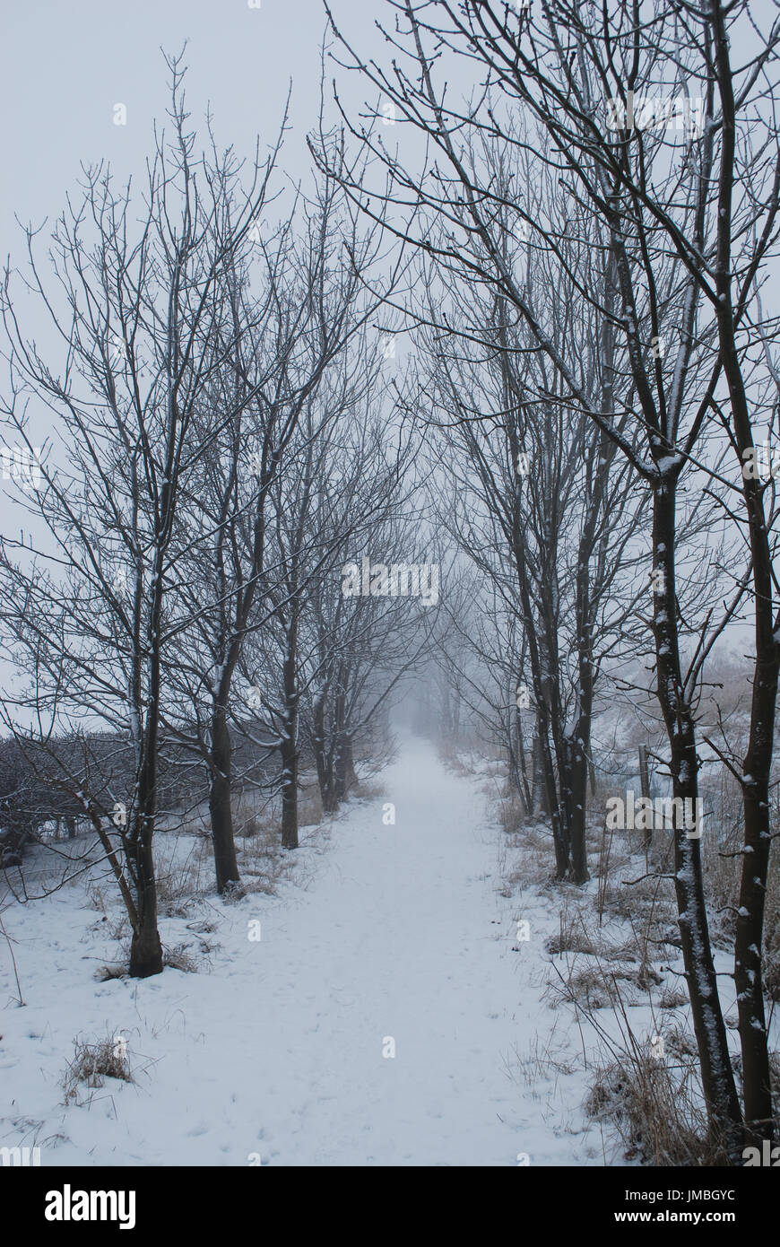 Snow covered path between trees Stock Photo - Alamy