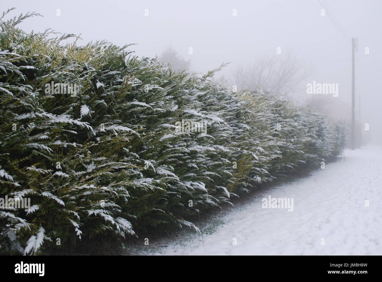 Snow covered leylandii hedge Stock Photo - Alamy