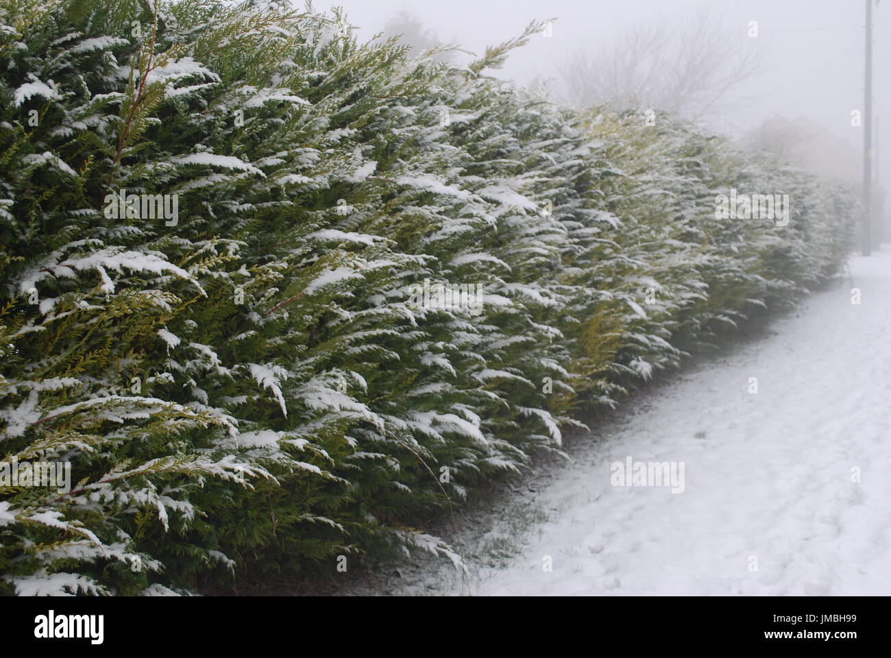 Snow covered leylandii hedge Stock Photo - Alamy