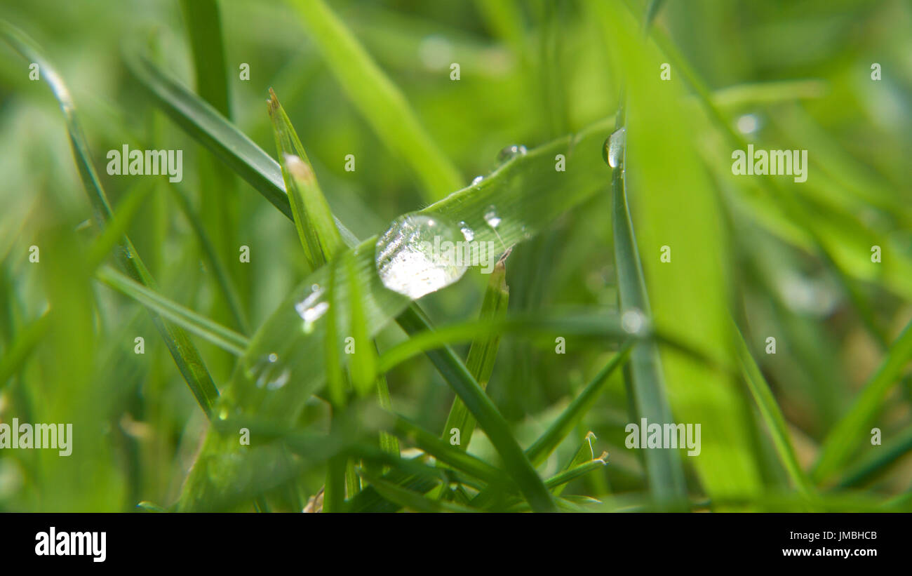Collecting raindrops hi-res stock photography and images - Alamy