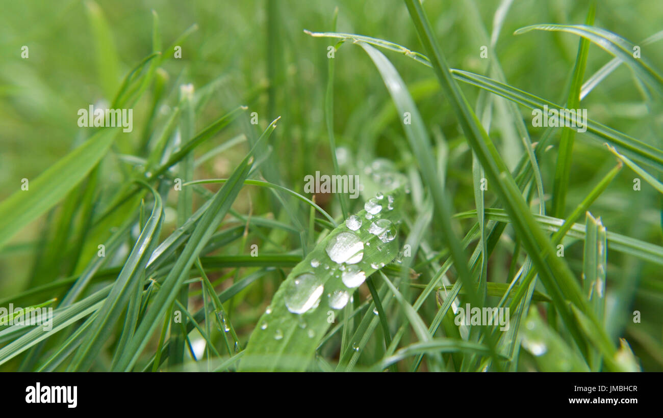 Grass smell hi-res stock photography and images - Alamy