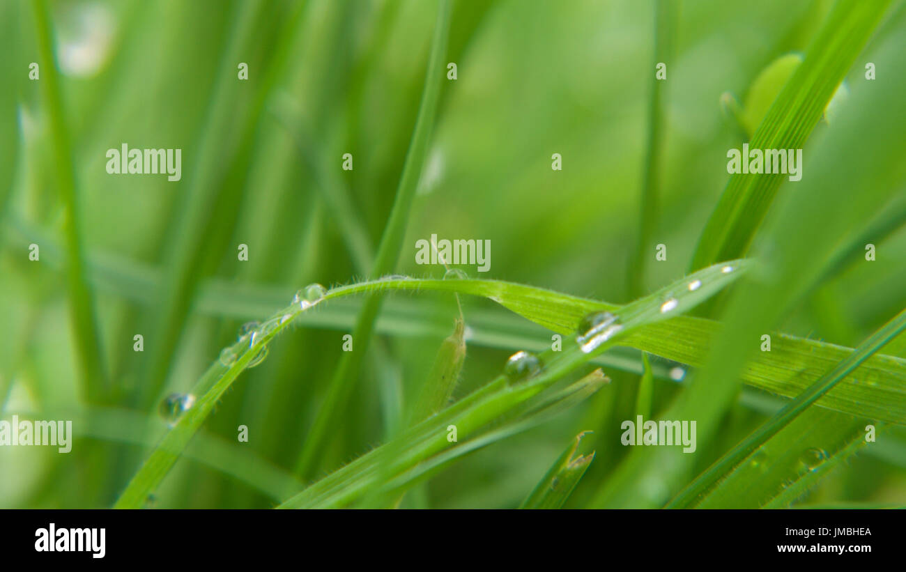 Wet grass drying in the sun, macro Stock Photo - Alamy