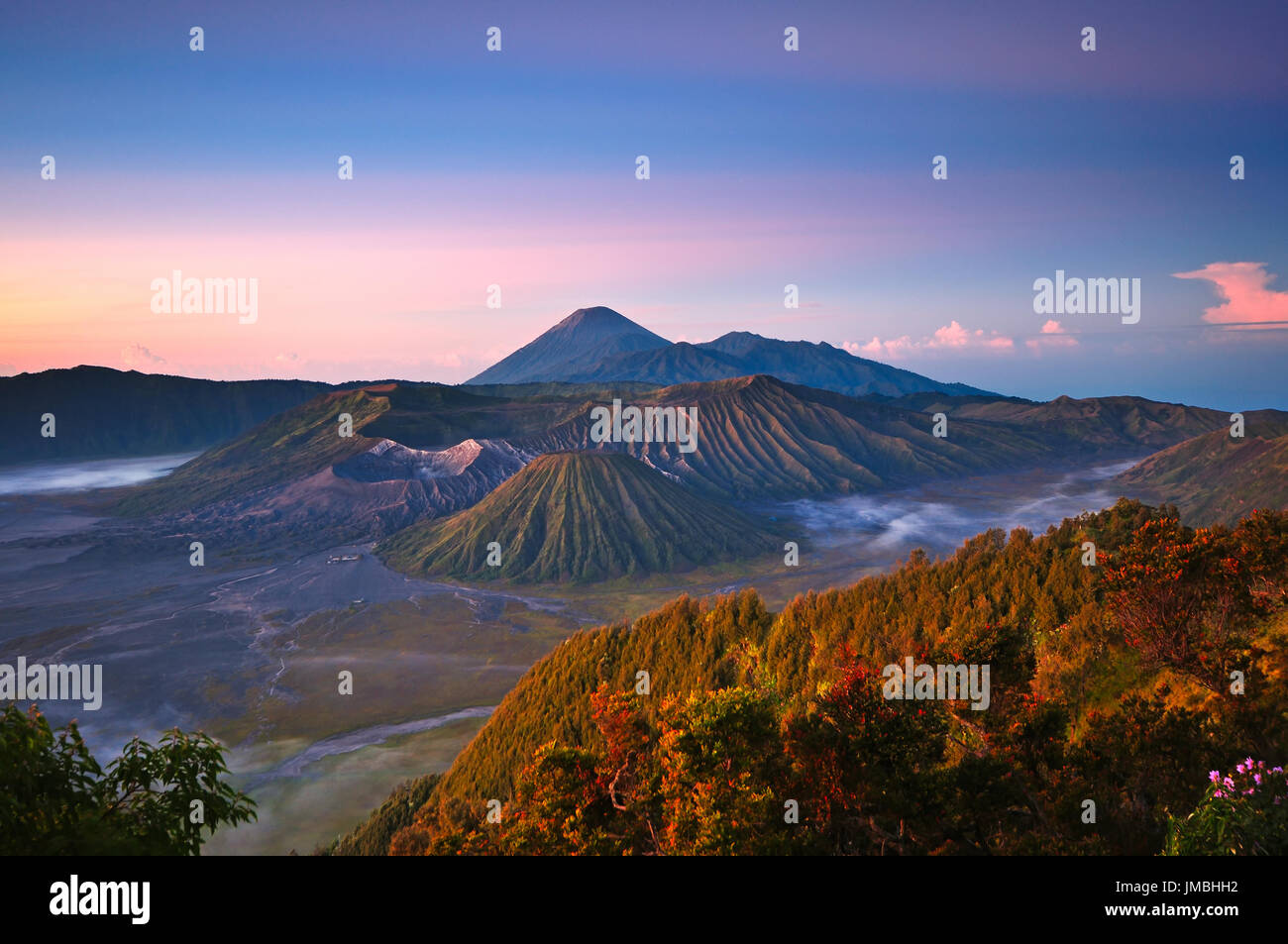 National flower of indonesia hi-res stock photography and images - Alamy