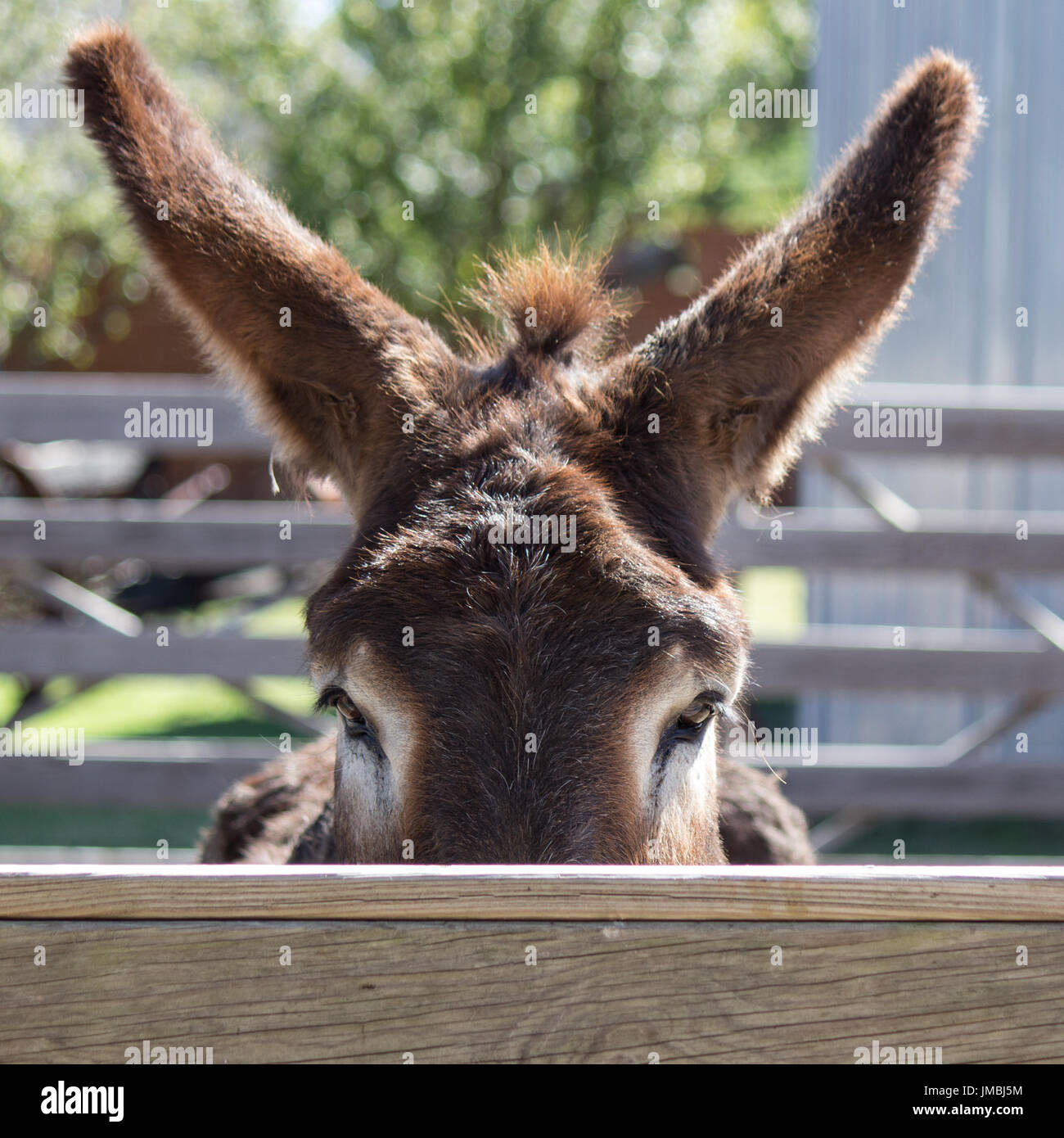Donkey Listen Up Stock Photo - Alamy