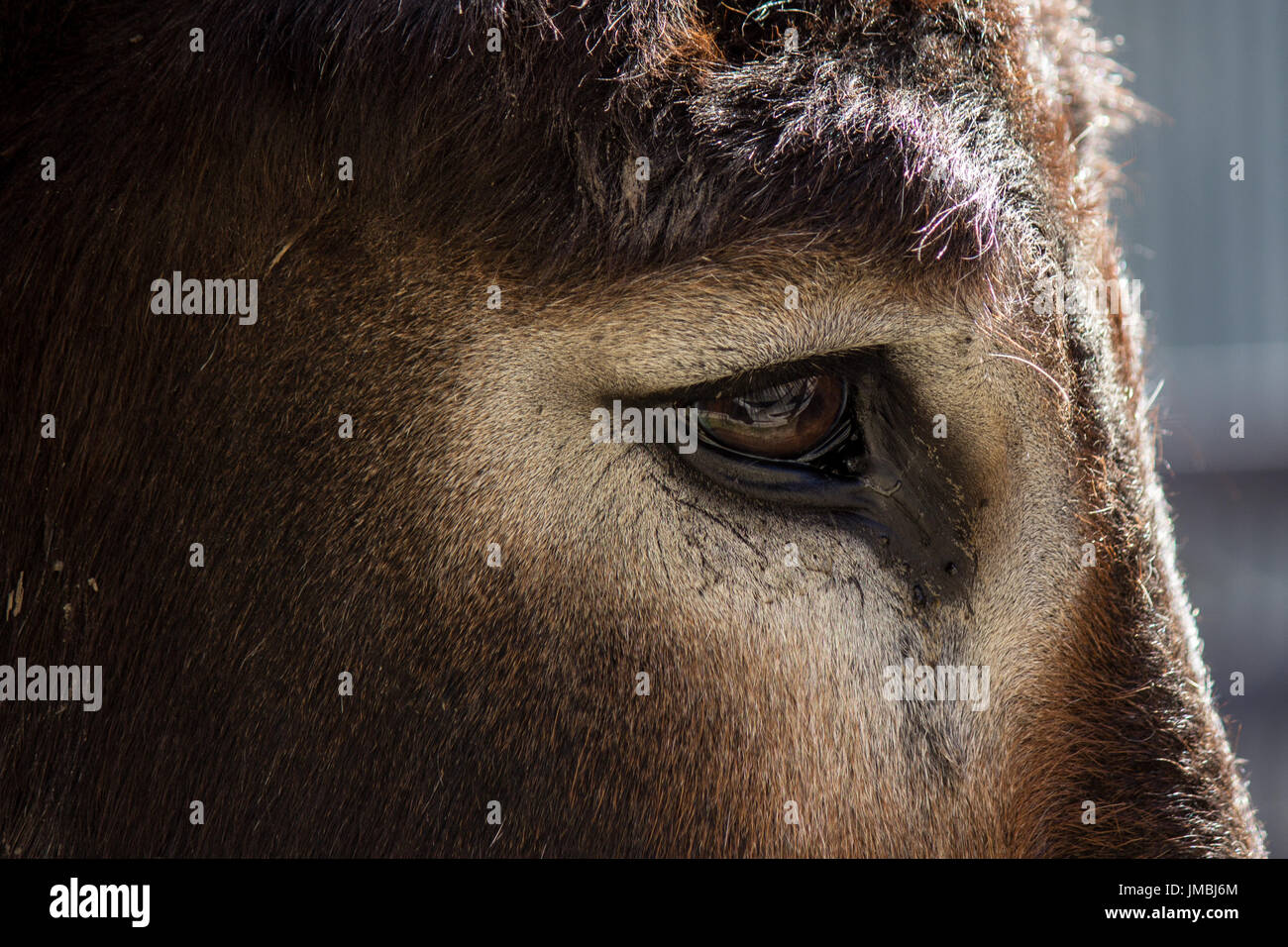 Pin the donkey tail hi-res stock photography and images - Alamy