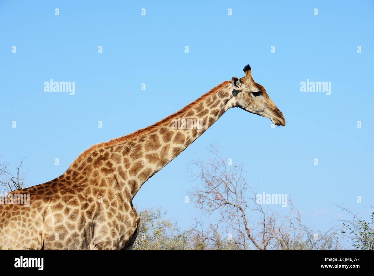 Madikwe Game Reserve Stock Photo - Alamy