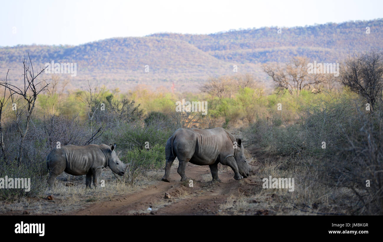Madikwe Game Reserve Stock Photo - Alamy
