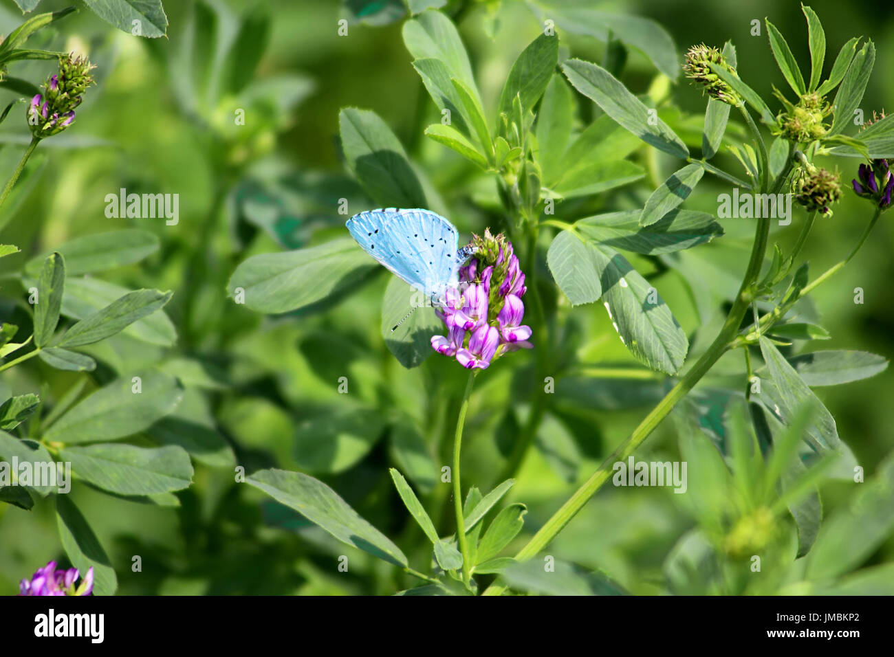 Sickle alfalfa hi-res stock photography and images - Alamy
