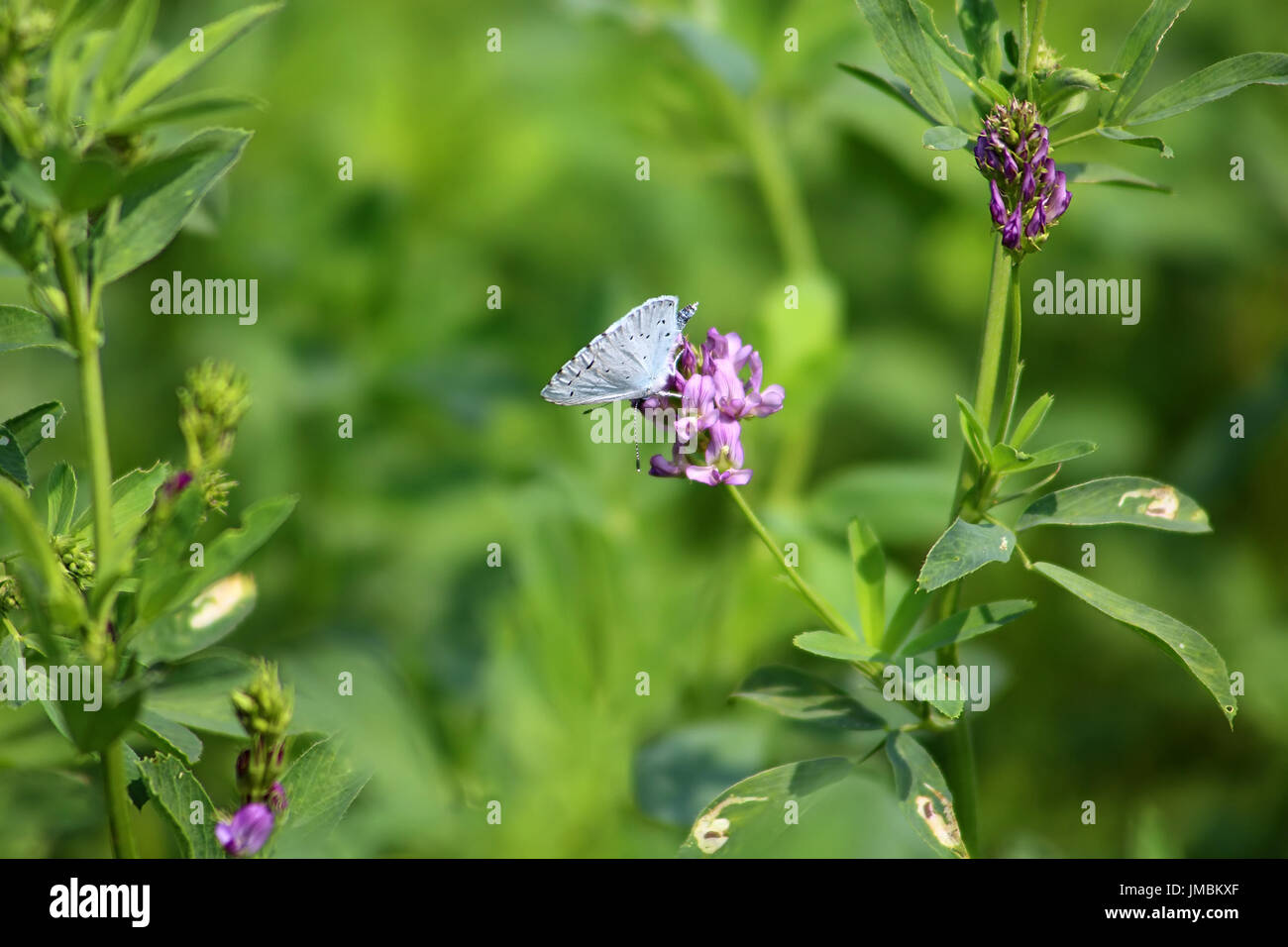 Lucerne flower hi-res stock photography and images - Alamy