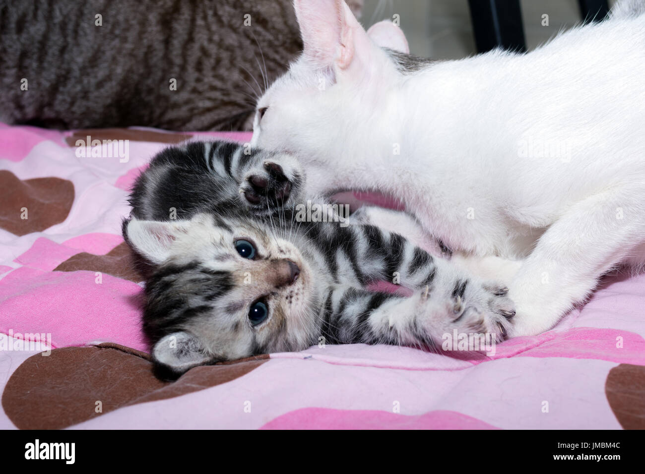 Cat family. Mom cat with kitten and friend Stock Photo - Alamy