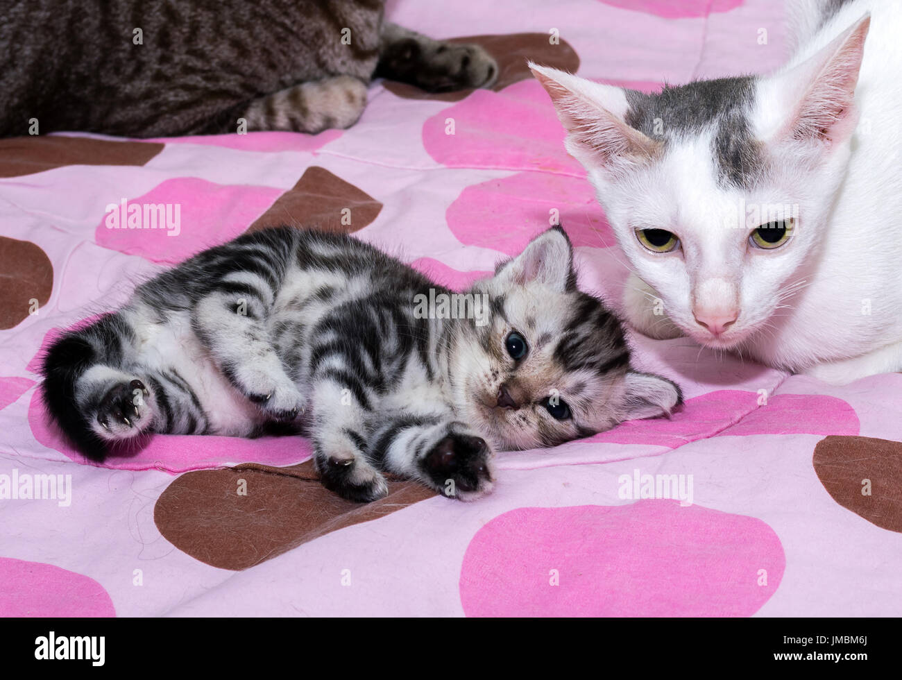 Mom and friend hi-res stock photography and images - Alamy