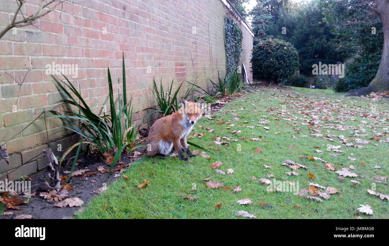 Foxes garden hi-res stock photography and images - Alamy