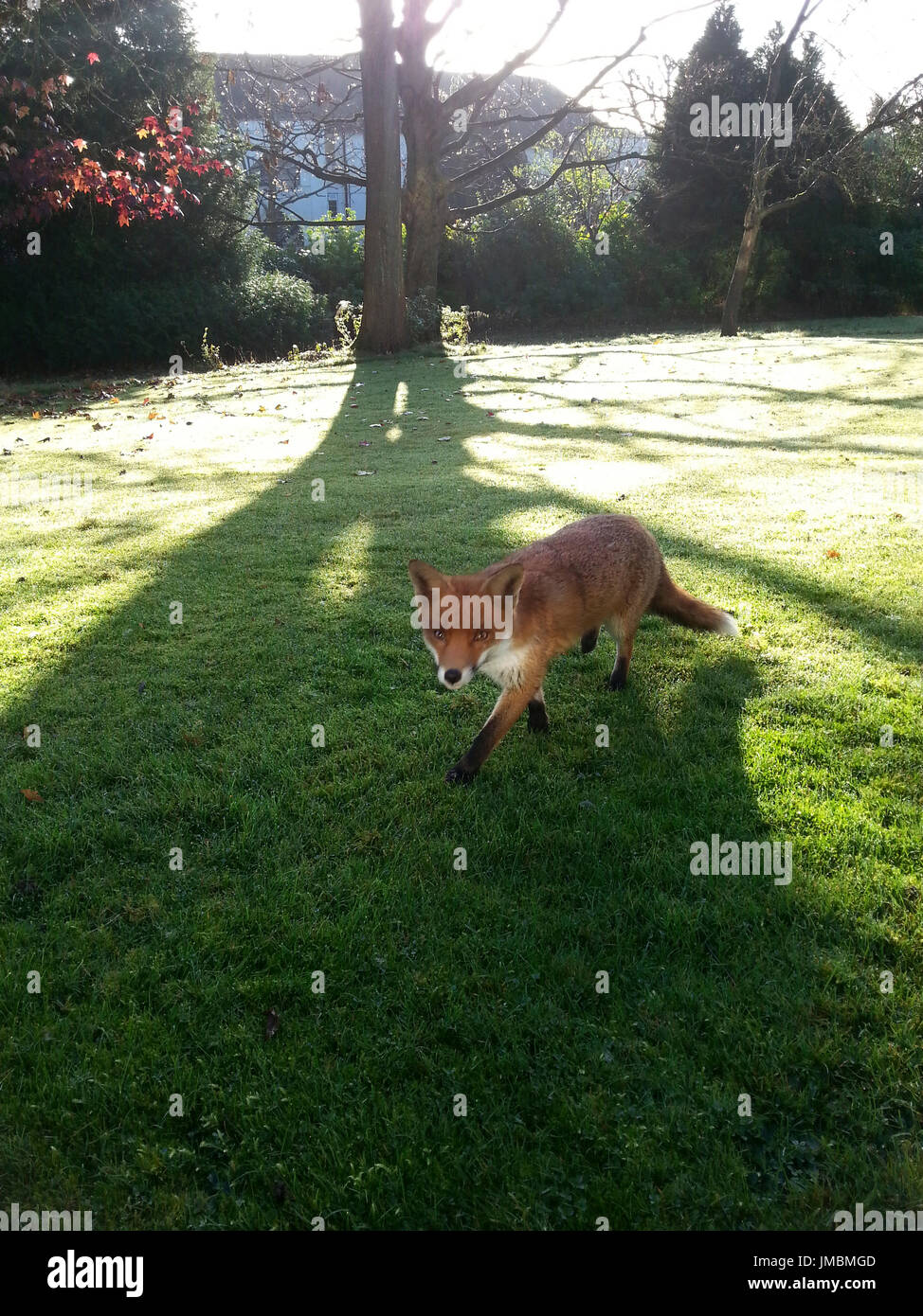 Fox in London Garden Stock Photo - Alamy