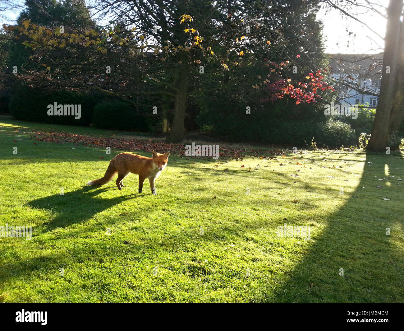 Foxes in gardens hi-res stock photography and images - Alamy