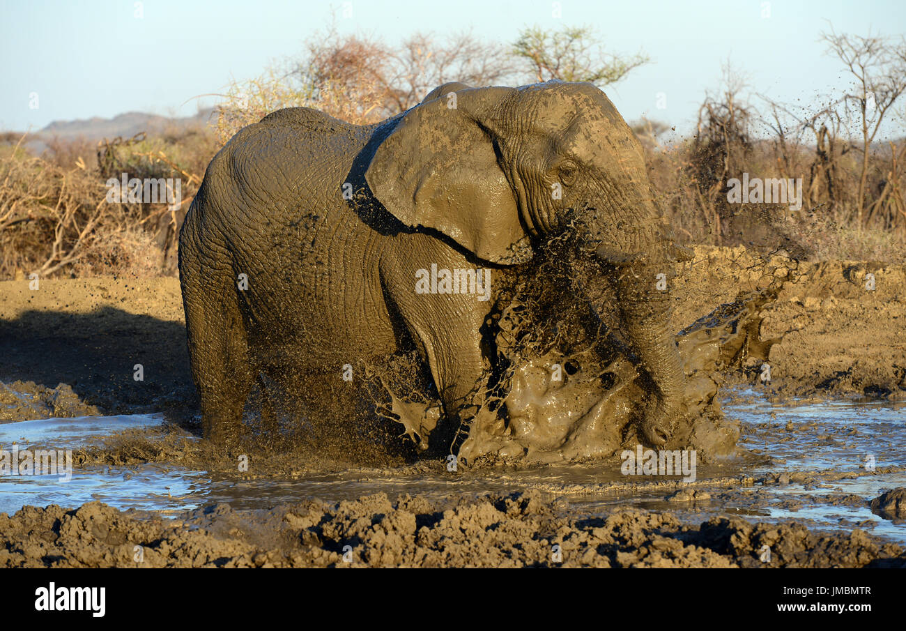 Madikwe Game Reserve Stock Photo - Alamy
