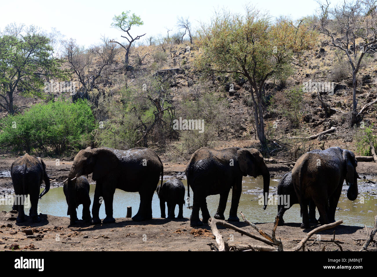 Madikwe Game Reserve Stock Photo - Alamy