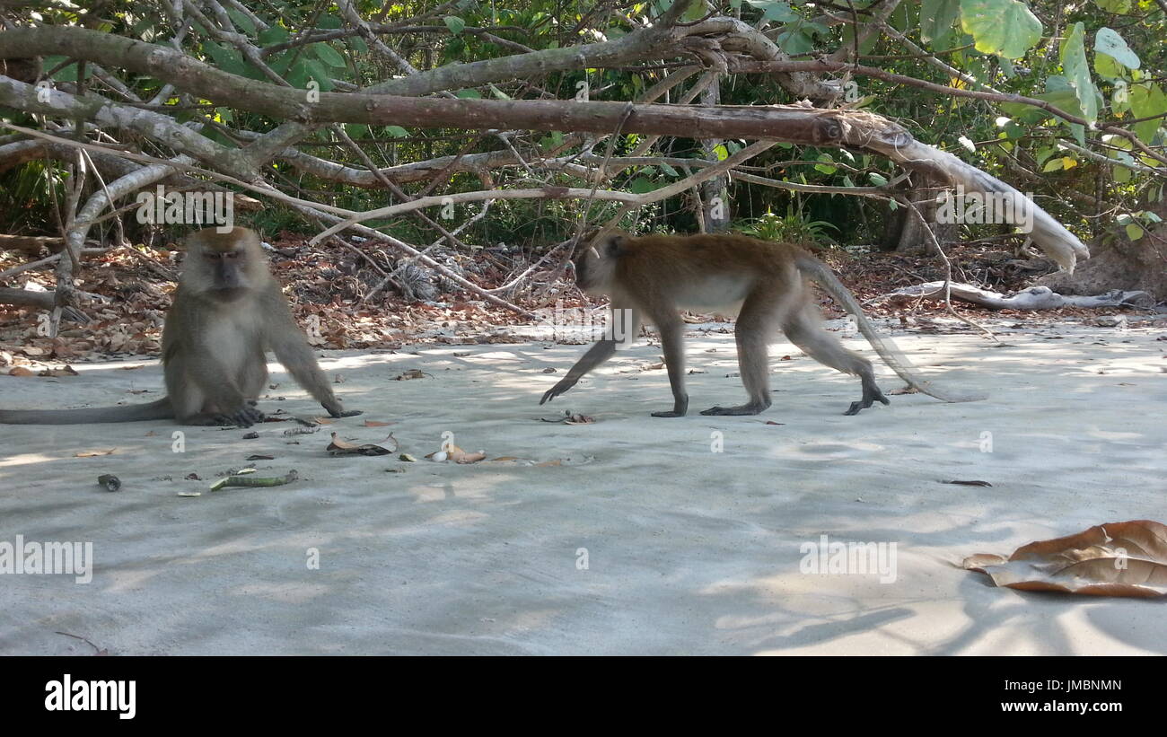 Crab eating macaques hi-res stock photography and images - Alamy