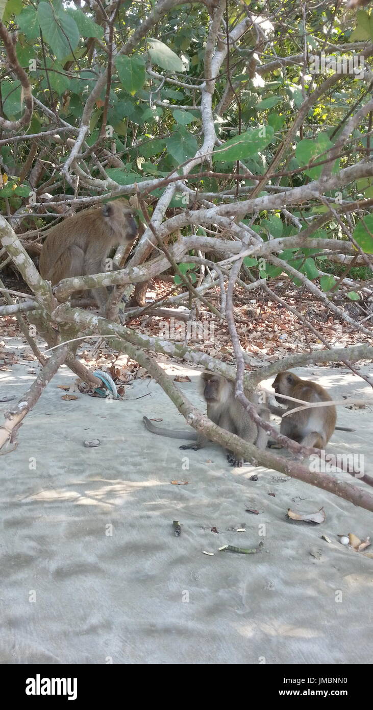 Crab eating macaques macaca fascicularis grooming hi-res stock ...