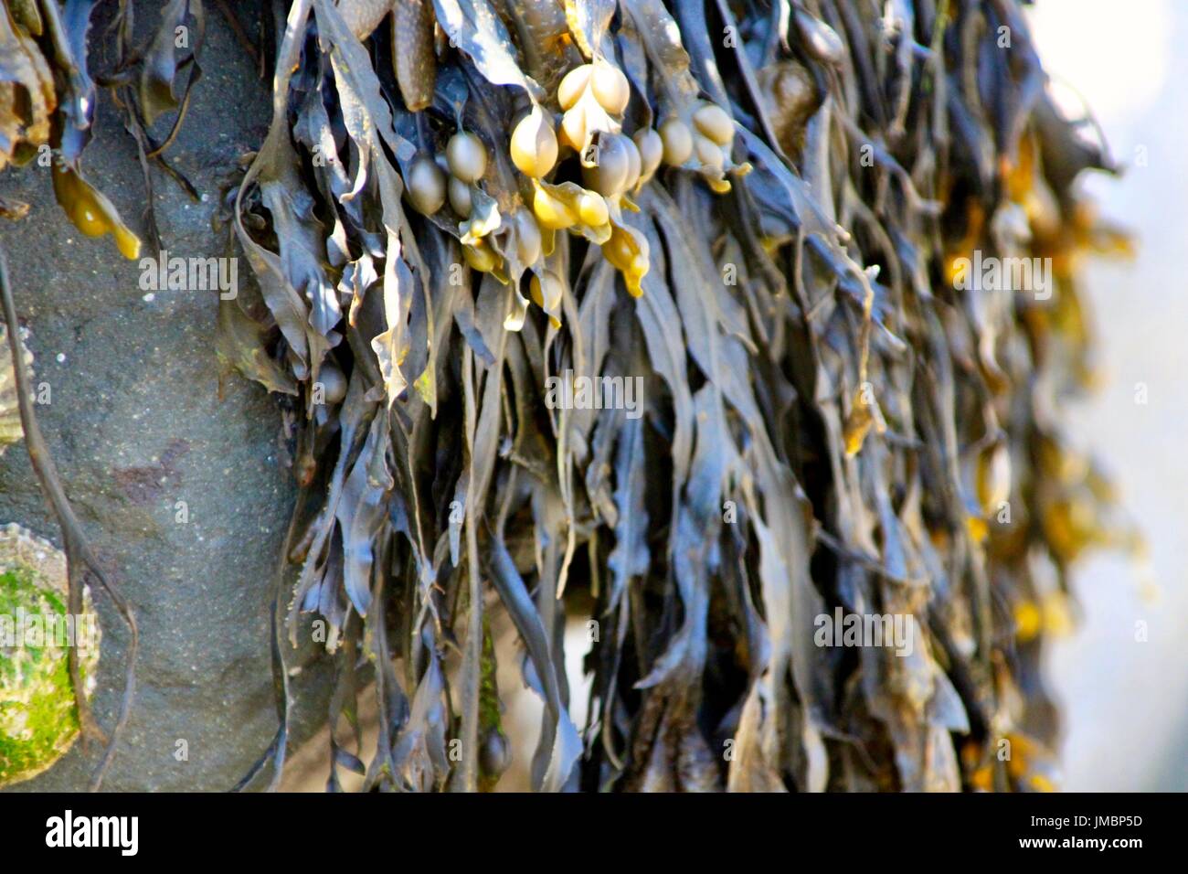 Seaweed english shore hi-res stock photography and images - Alamy