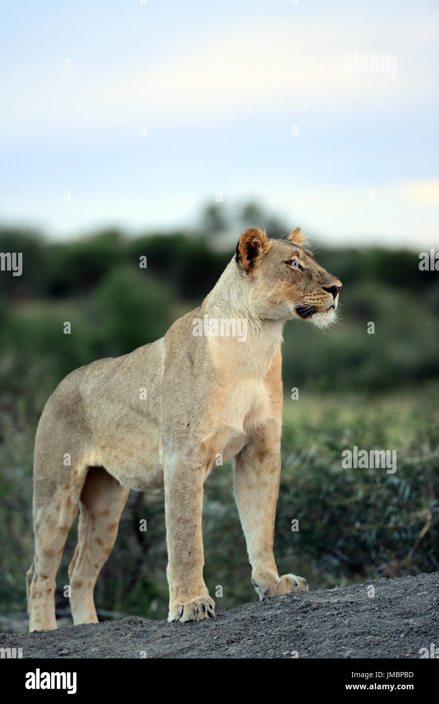 Madikwe Game Reserve Stock Photo - Alamy
