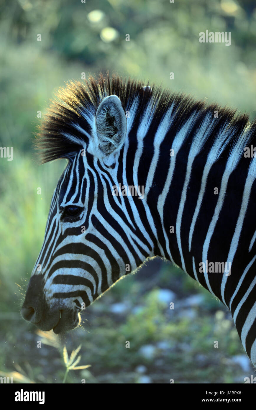 Madikwe Game Reserve Stock Photo - Alamy