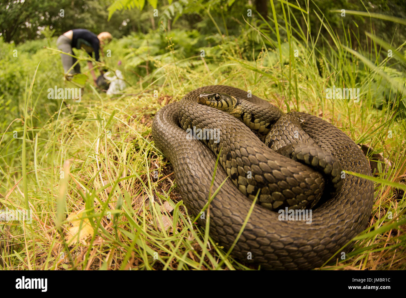 Person with a snake hi-res stock photography and images - Alamy