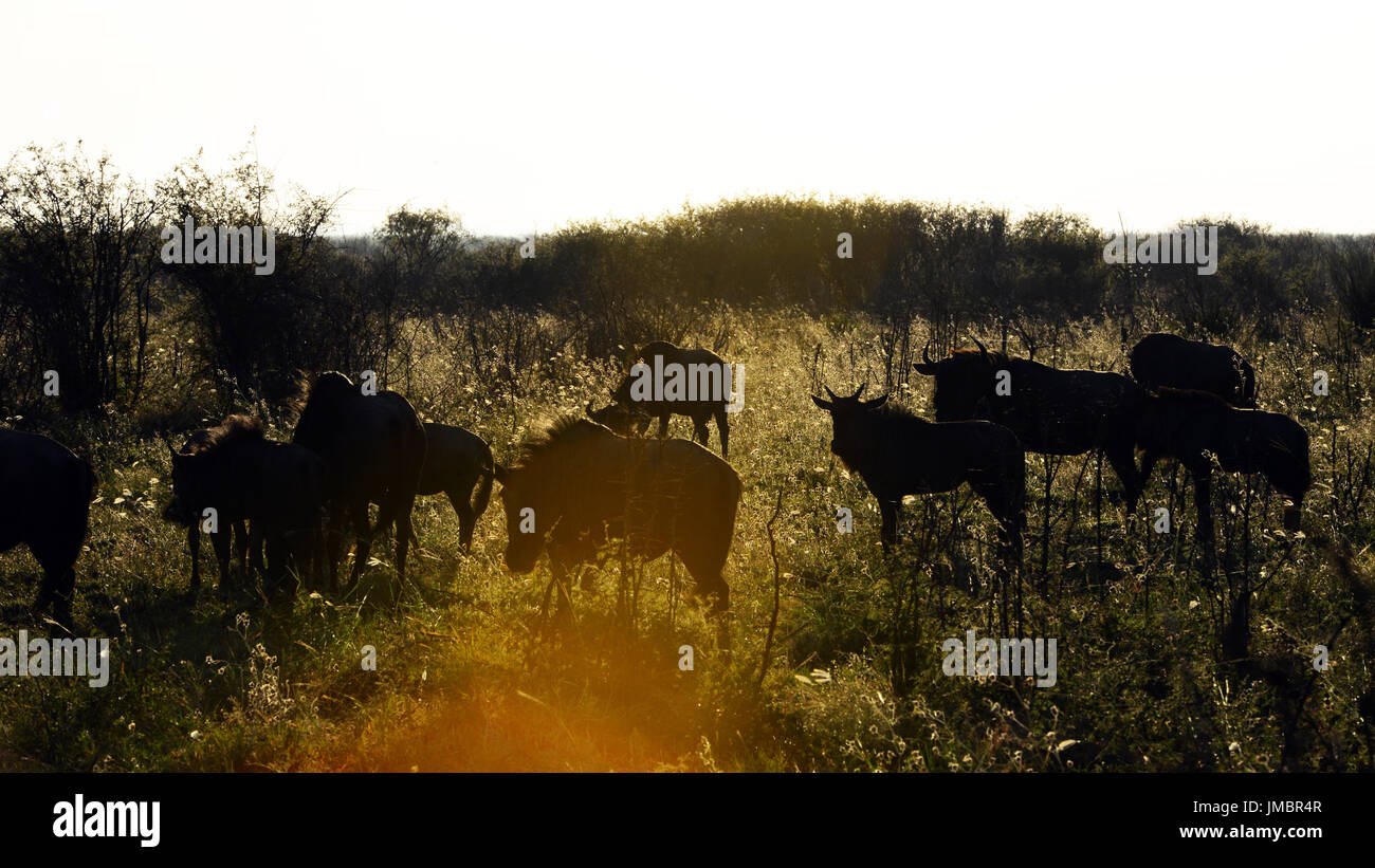 Madikwe Game Reserve Stock Photo - Alamy
