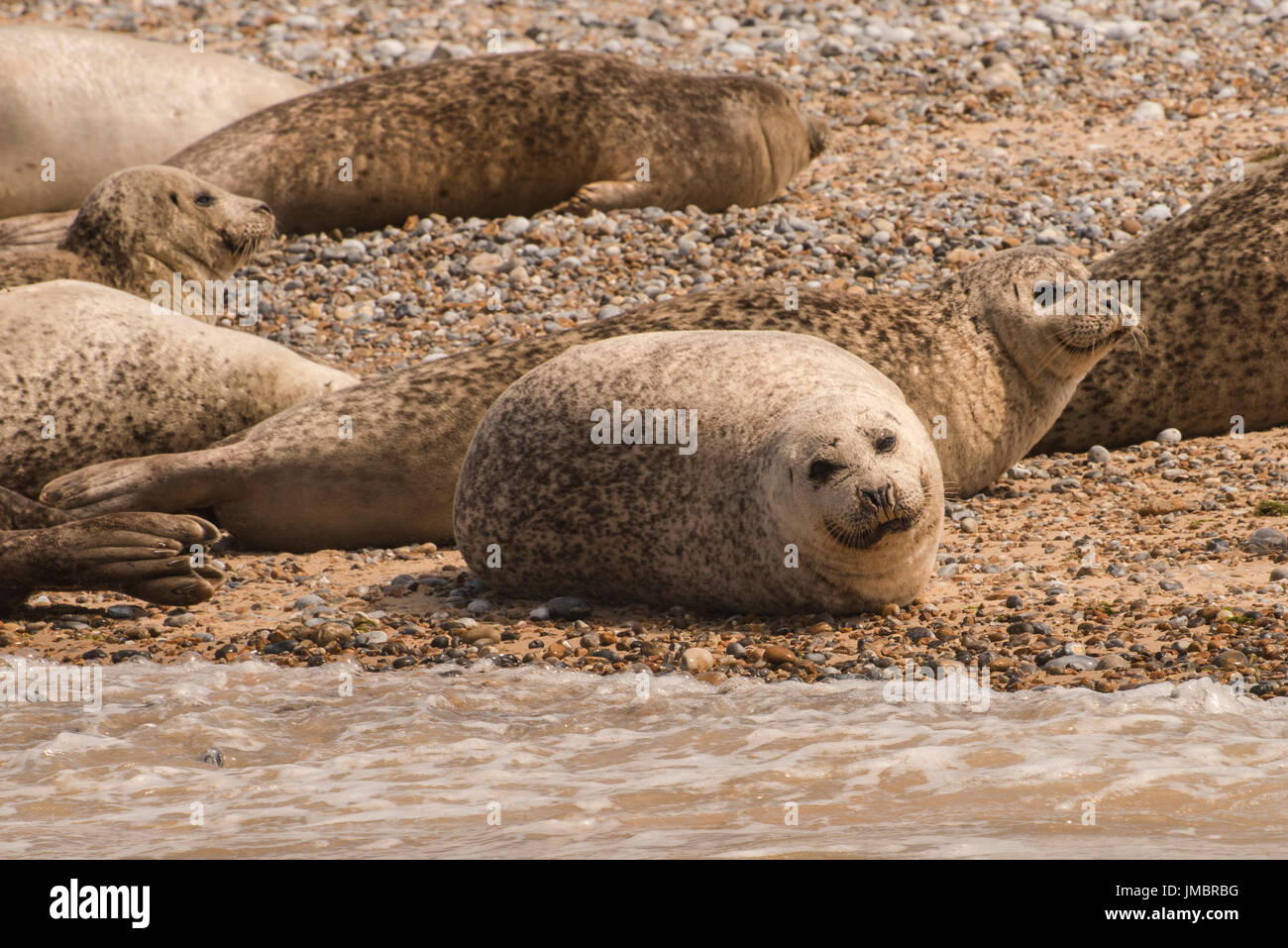 Common seals at beach hi-res stock photography and images - Alamy