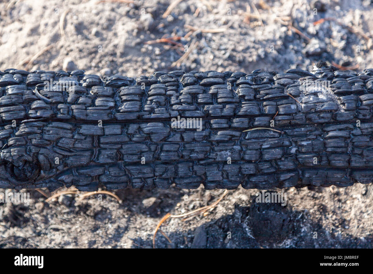A pine log that burnt in a forest fire with an alligator like surface ...
