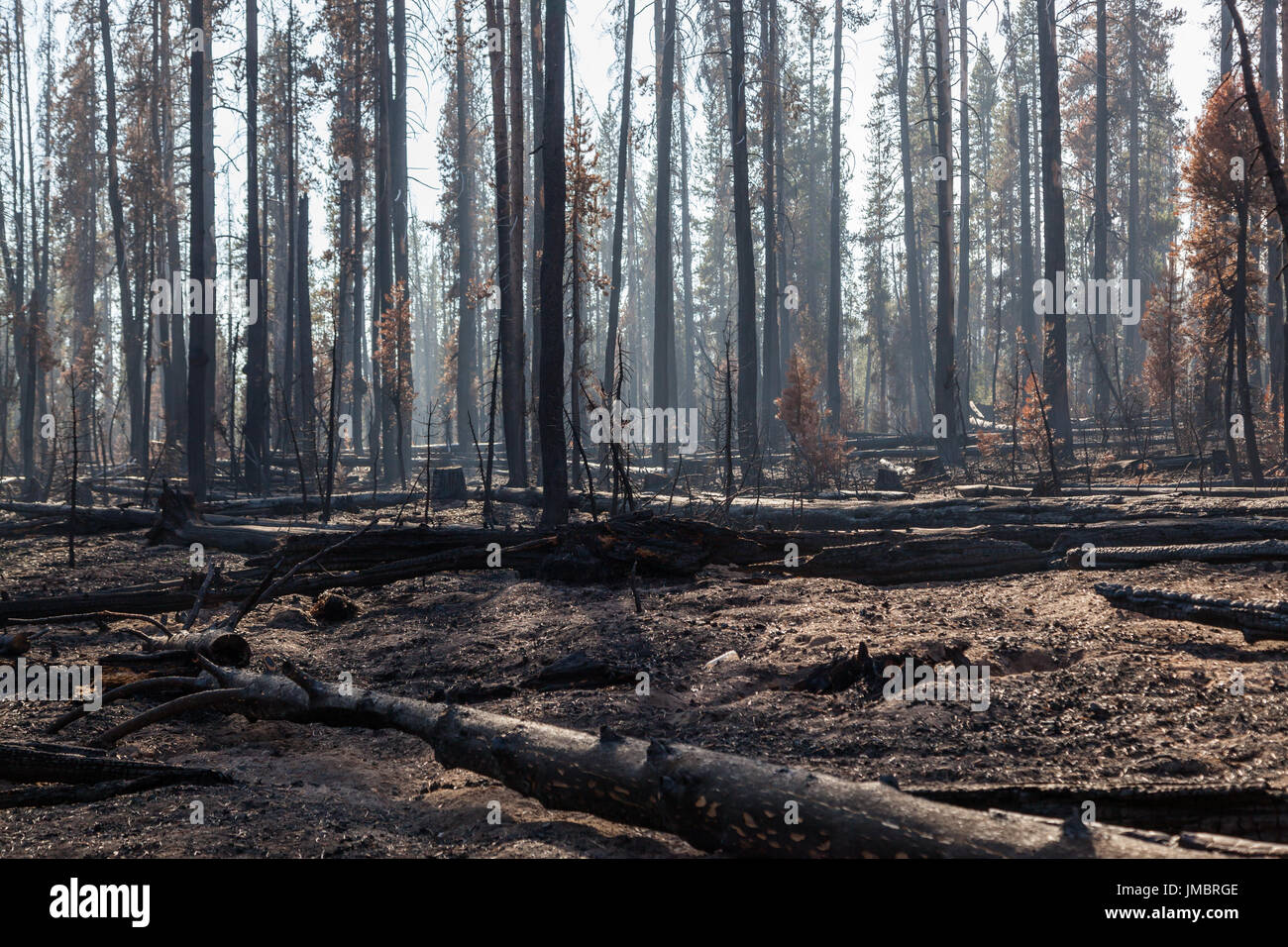 An area of pine forest that has been burnt by a forest fire with ...
