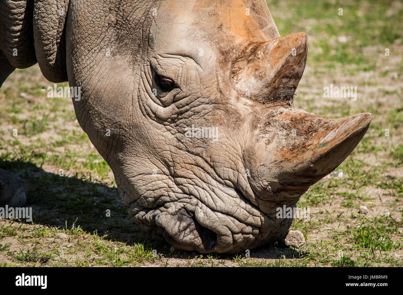 Detailed shot of a male rhino Stock Photo - Alamy