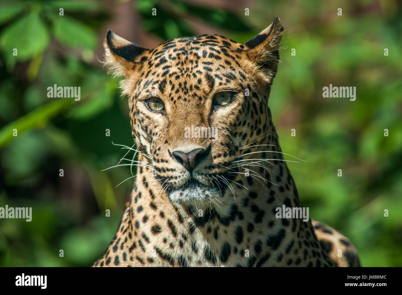 Taunting the Leopard 3 Stock Photo - Alamy