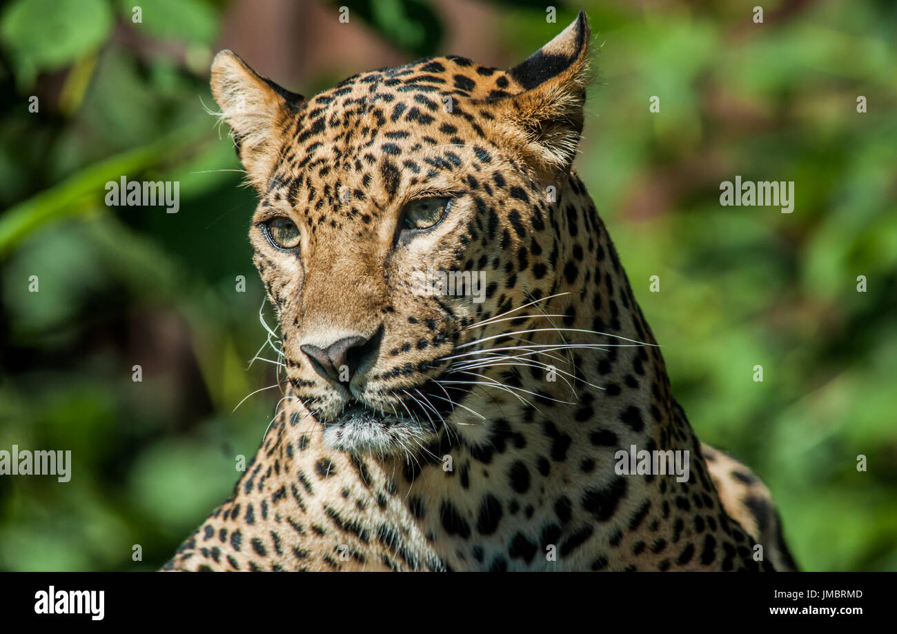 Taunting the Leopard 4 Stock Photo - Alamy