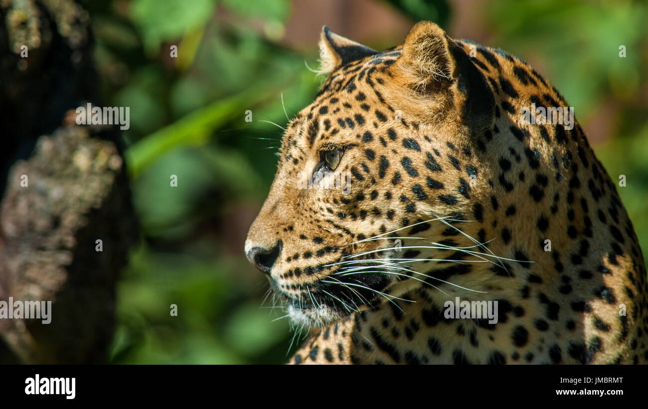 Taunting the Leopard Stock Photo - Alamy