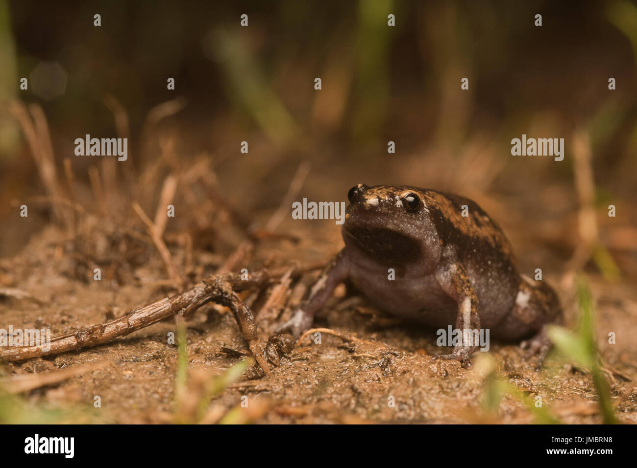 North carolina coastal plain hi-res stock photography and images - Alamy