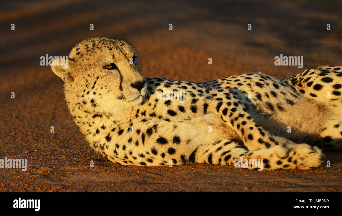 Madikwe Game Reserve Stock Photo - Alamy