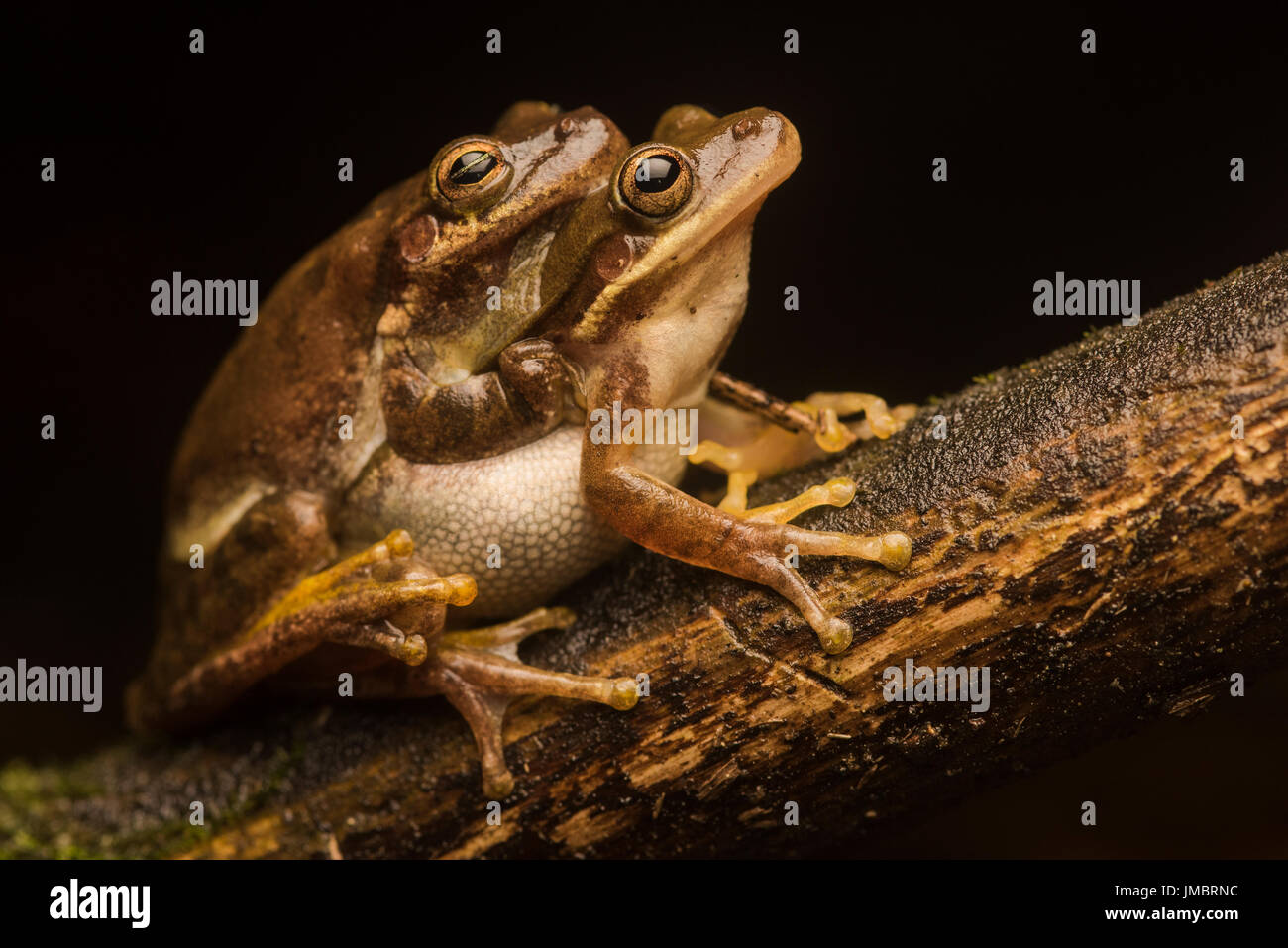 A pair of squirrel treefrogs in amplexus, the male is on top and the ...