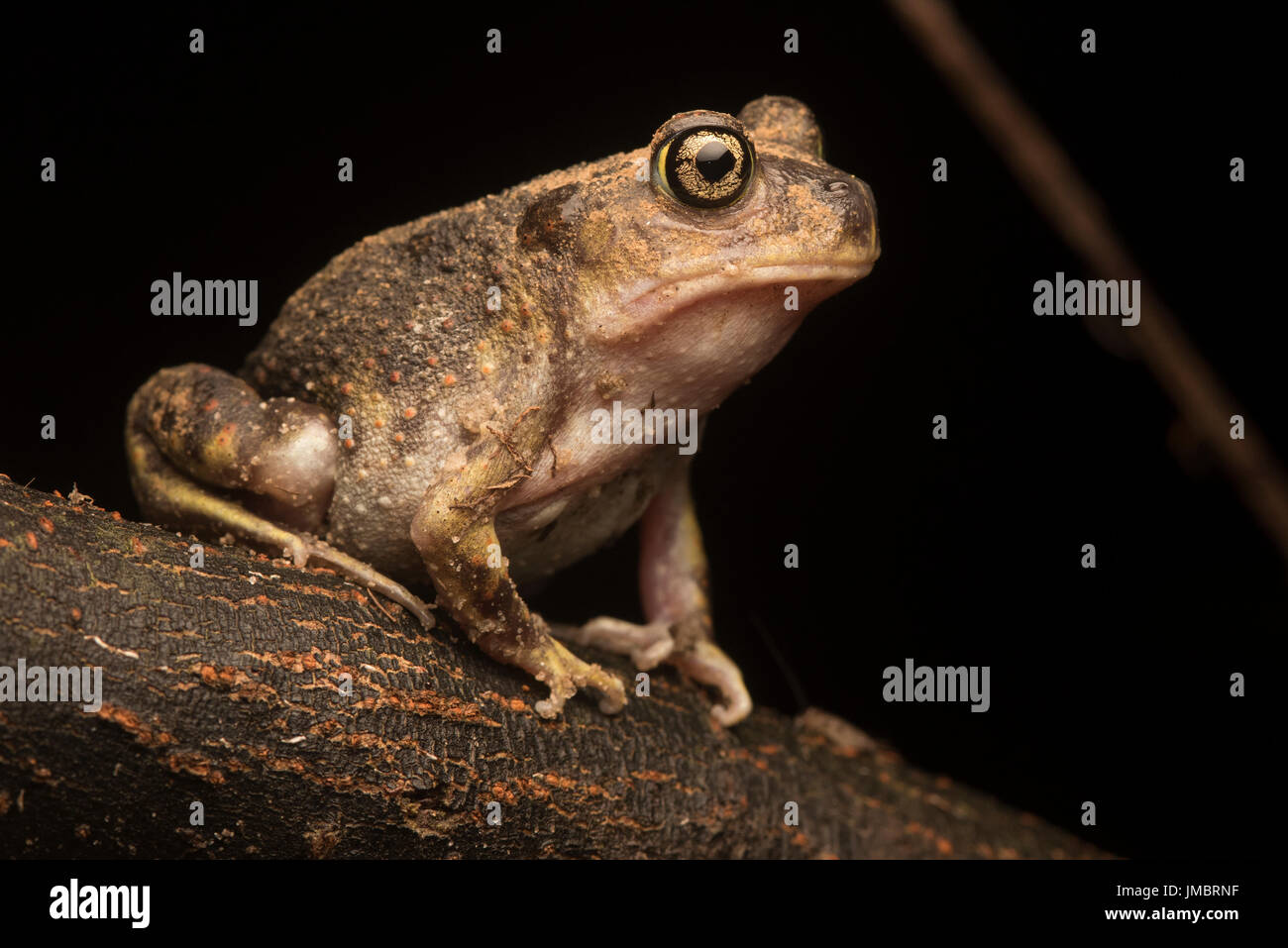 Eastern Spadefoot toads (Scaphiopus holbrookii) only emerge after heavy ...