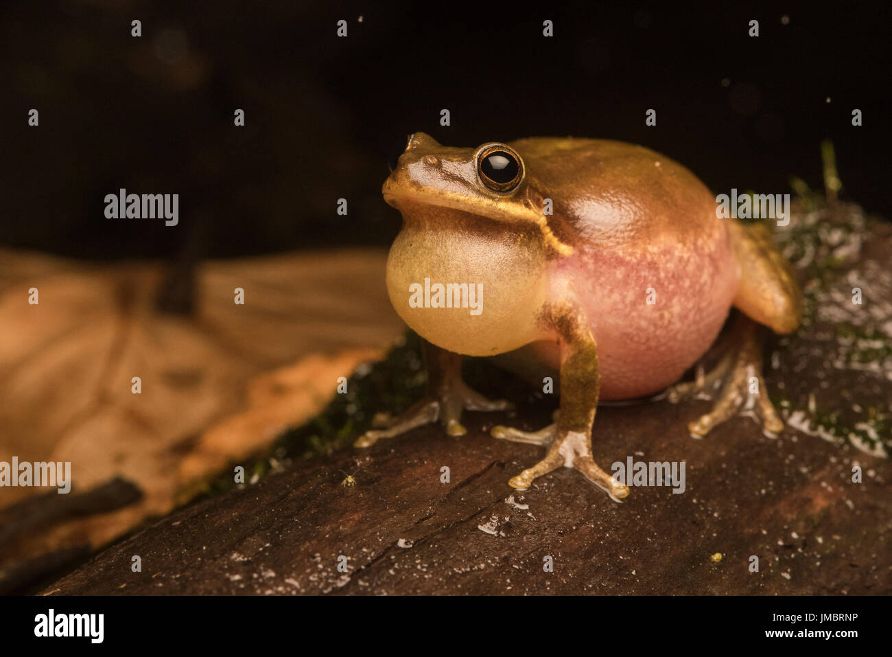 Male Squirrel tree frogs (Hyla squirella) loudly calling to attract a ...