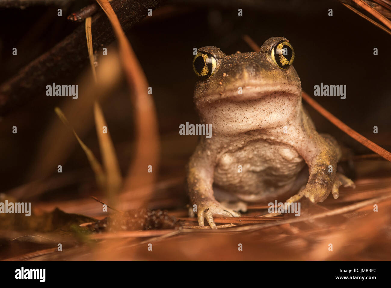 Eastern Spadefoot toads (Scaphiopus holbrookii) only emerge after heavy ...