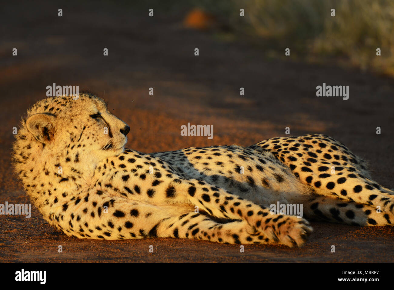 Madikwe Game Reserve Stock Photo - Alamy