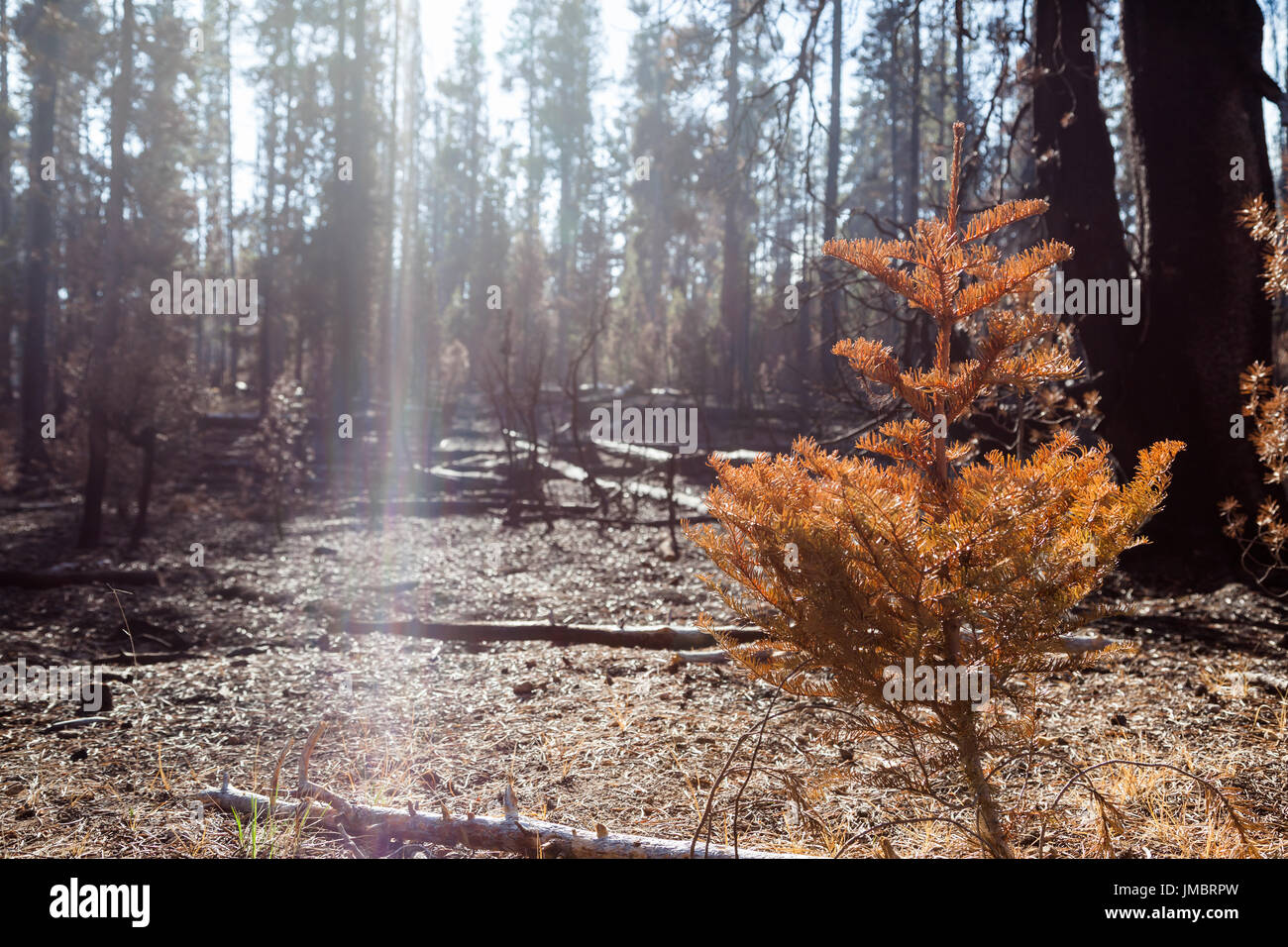 A small fur tree that was killed by the heat of a forest fire stands ...