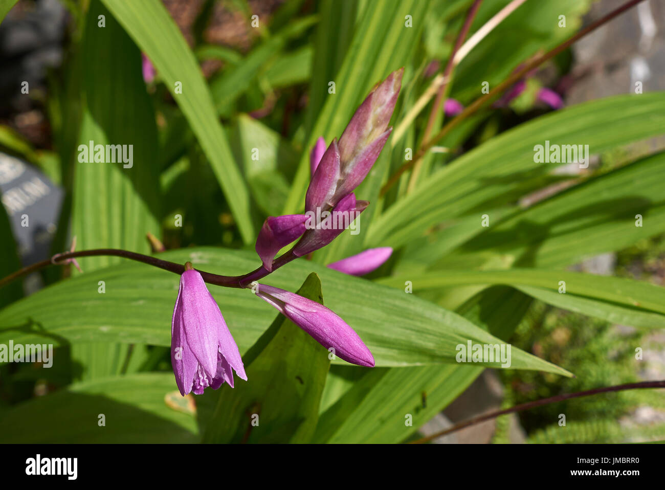 Flora terrestre hi-res stock photography and images - Alamy