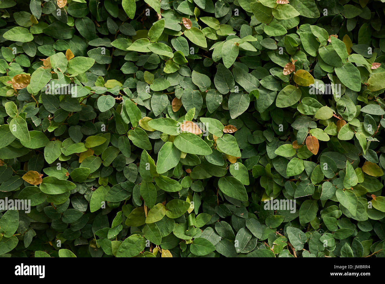 Ficus Pumila High Resolution Stock Photography and Images - Alamy